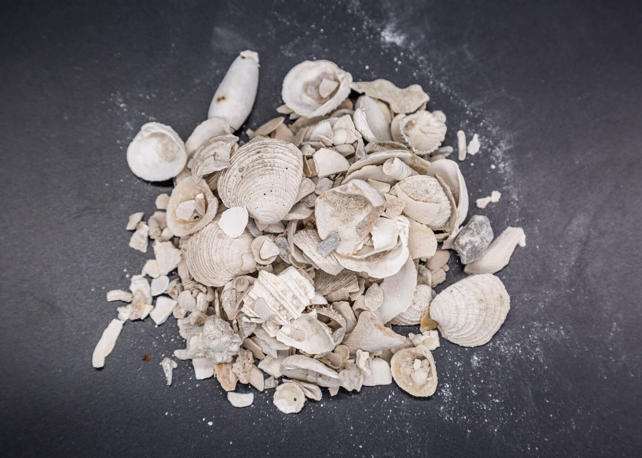 Coquina Crush Shells | Coastal Ground Cover - Anchor Rock