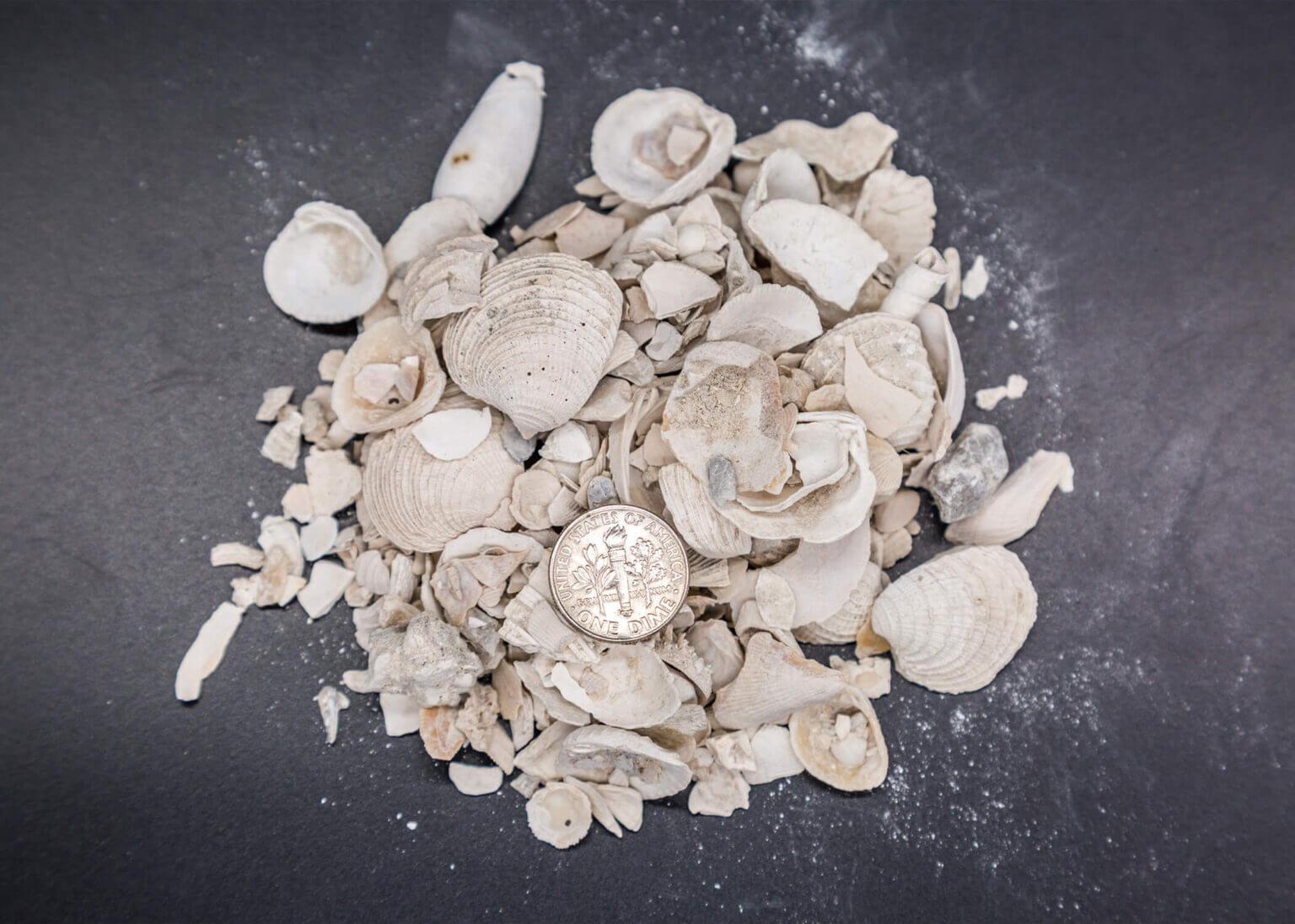 Coquina Crush Shells | Coastal Ground Cover - Anchor Rock