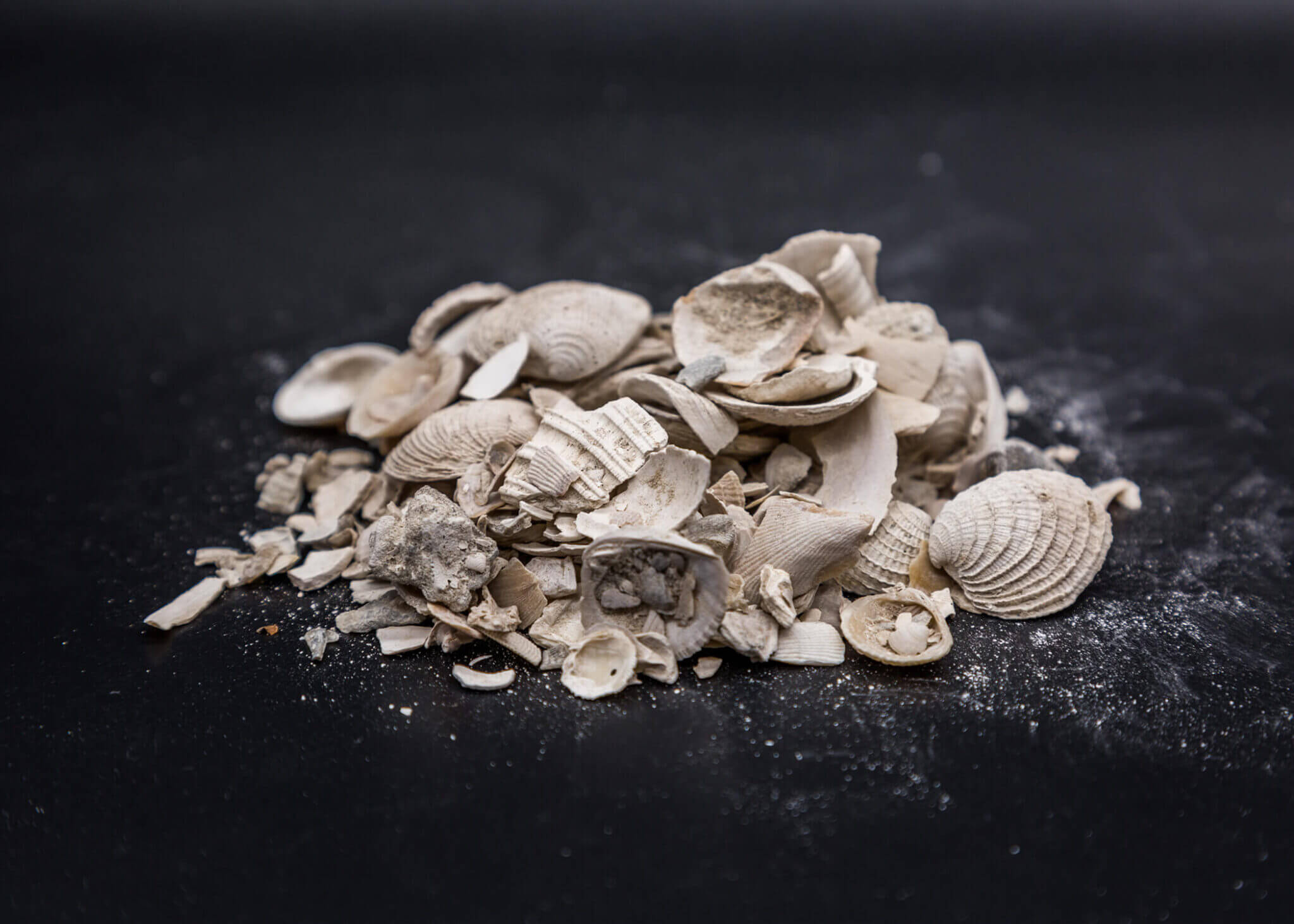 Coquina Crush Shells | Coastal Ground Cover - Anchor Rock